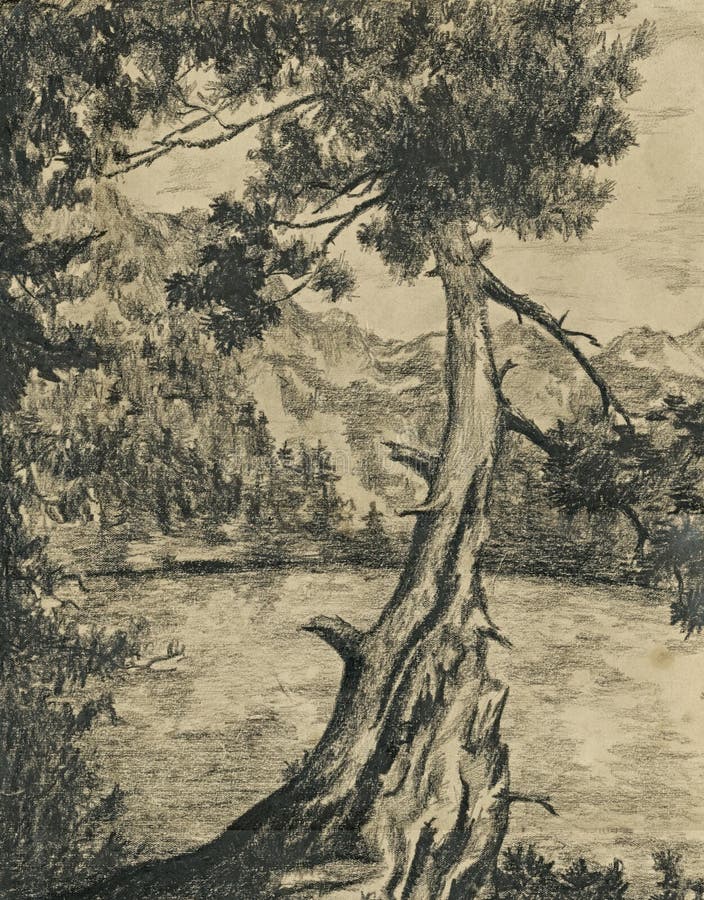 Deep forest hand drawing stock vector. Illustration of outside - 150732706