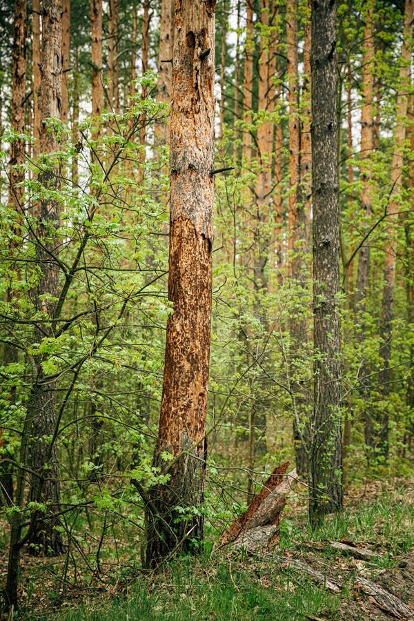 Old Pine Bark Fell Off from Damage To Tree Trunk by Insects - Ants ...