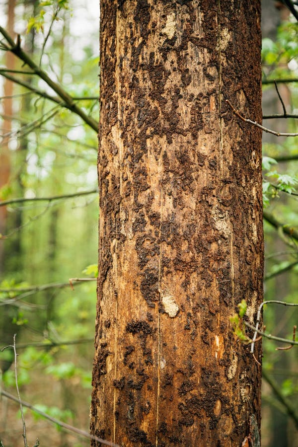 Old Pine Bark Fell Off from Damage To Tree Trunk by Insects - Ants ...