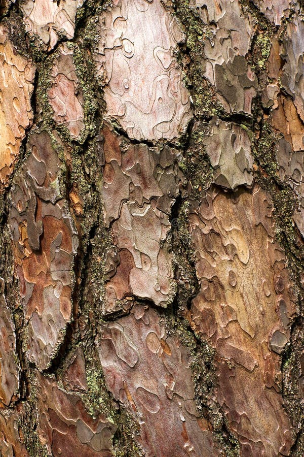 Old pine bark stock photo. Image of surface, rough, pine - 188270054