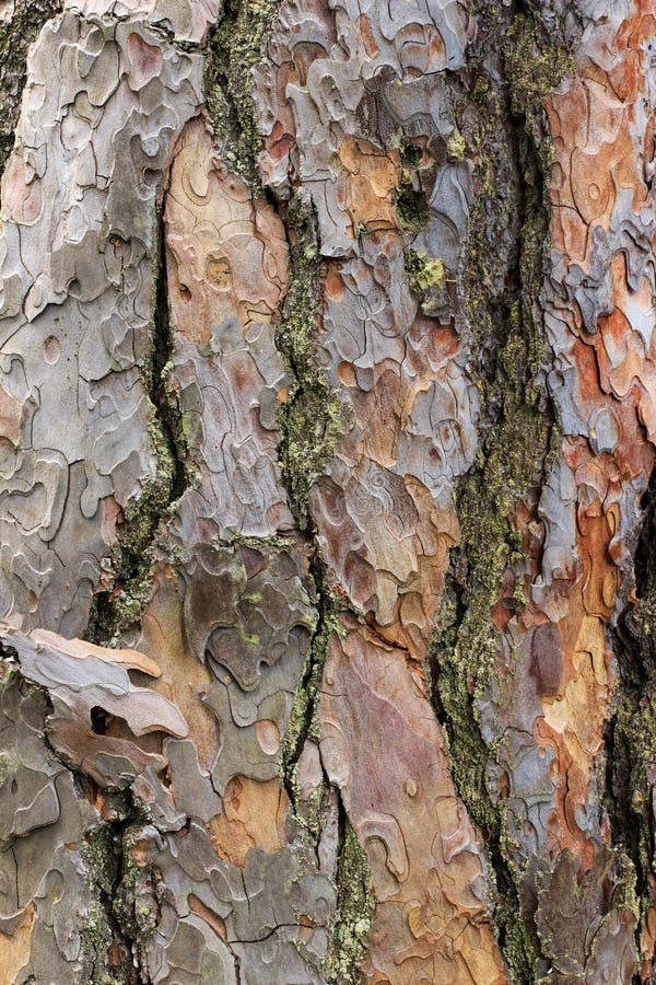 Old pine bark stock image. Image of design, bark, forms - 188270017