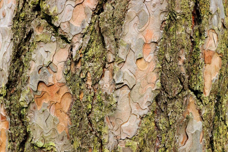 Old pine bark stock photo. Image of plant, contrast - 188270070