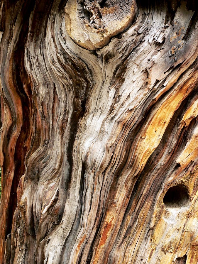 Old pine bole stock image. Image of folk, trunk, tree - 1206159