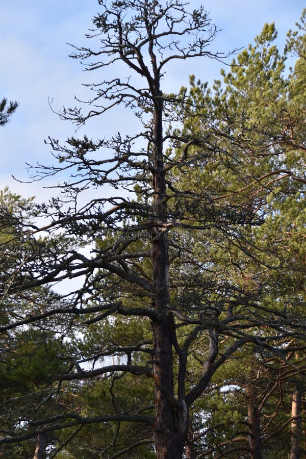 A Drying and DyingTree stock photo. Image of plant, scenery - 357655614