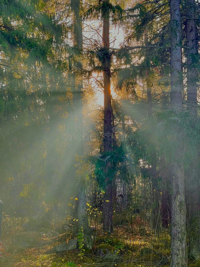 Old Pine Forest. Sun Rays Break through the Branches of Trees Stock ...