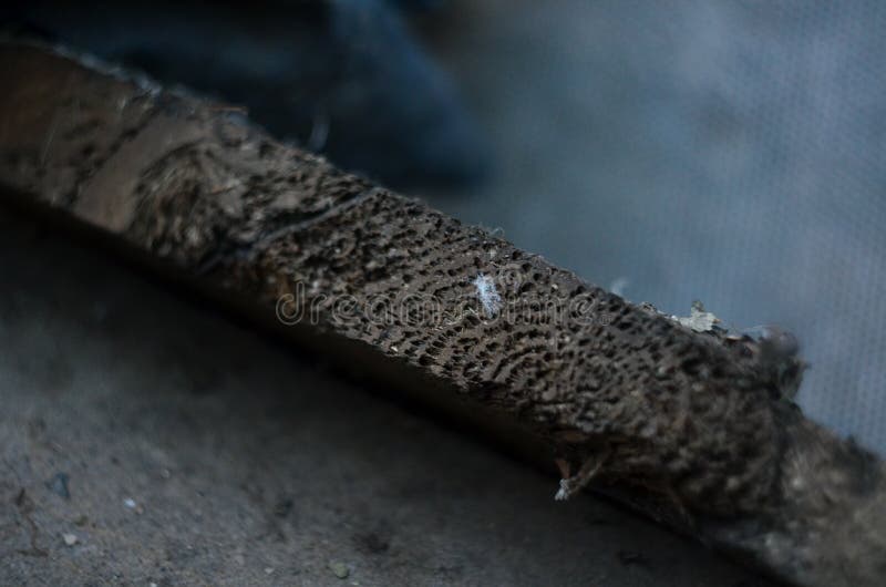 Old pine plank side view stock image. Image of hanger - 194683765
