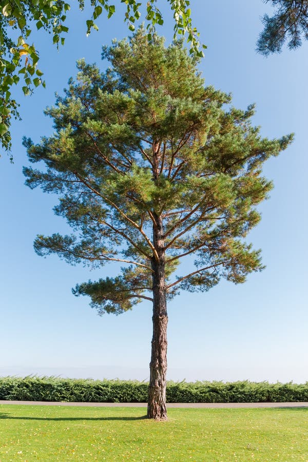 Old Pine Standing Separately on Background of Shrub and Sky Stock Image ...