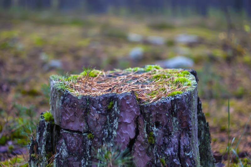 Old Pine Stump. stock photo. Image of tree, stand, display - 199020138