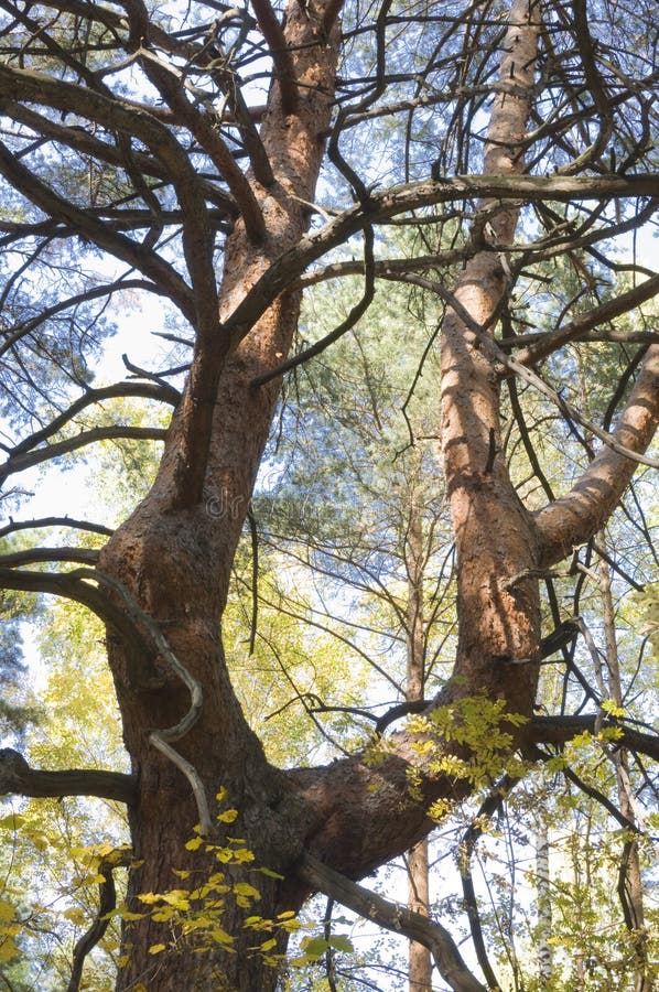 Old pine tree stock photo. Image of branch, tree, dried - 80083714