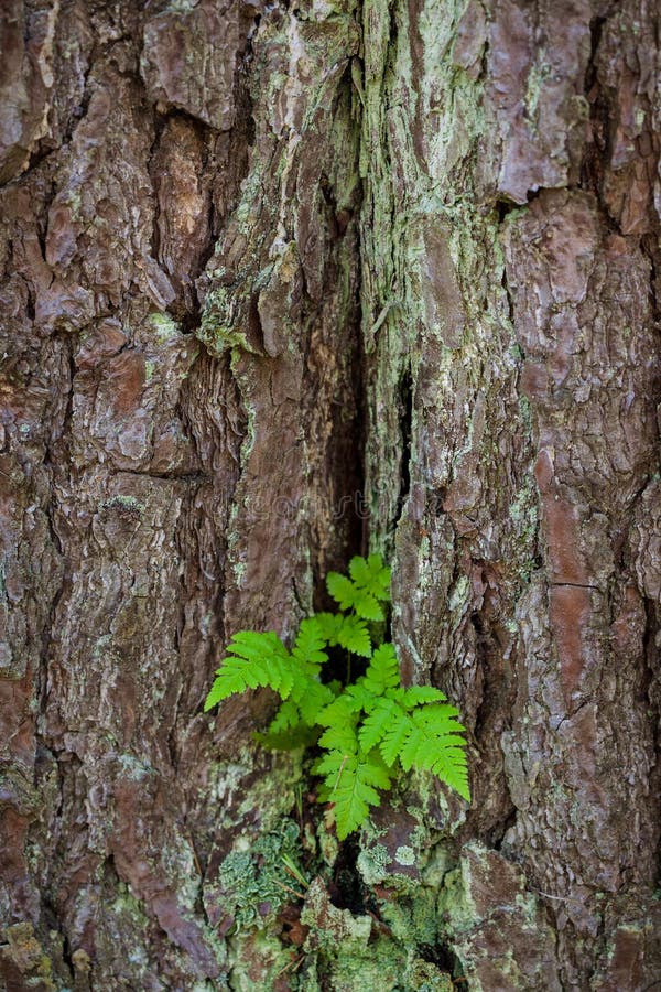 Old pine tree bark texture stock photo. Image of timber - 64497852