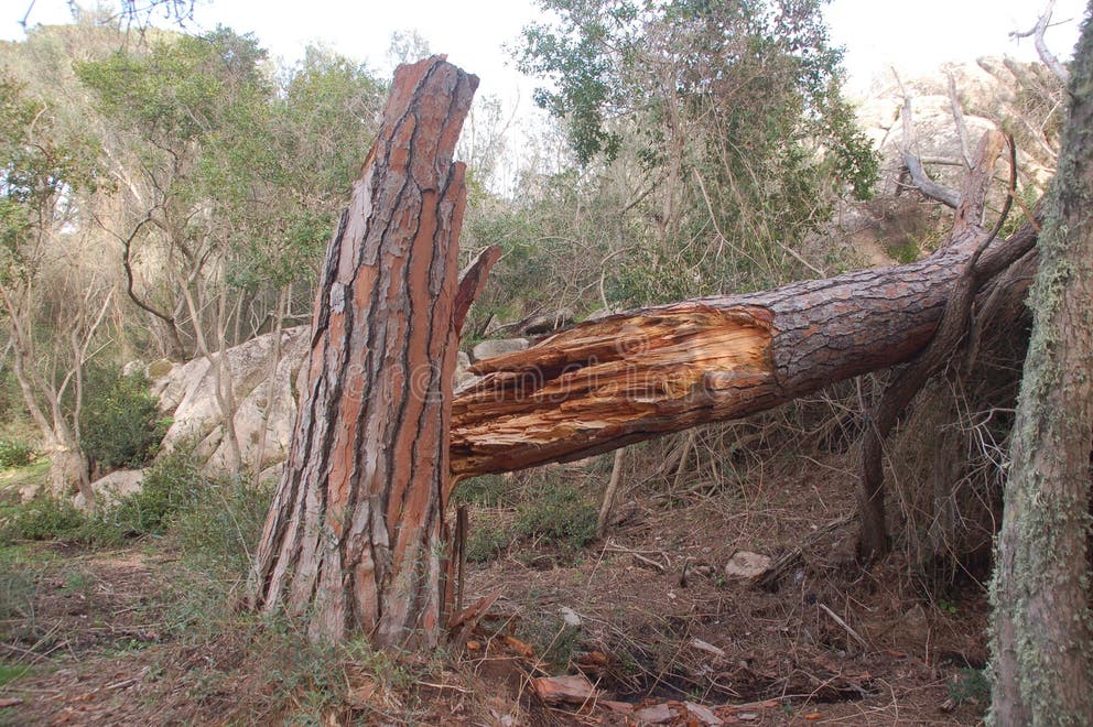 Old broken pine tree stock photo. Image of tree, forest - 111651848