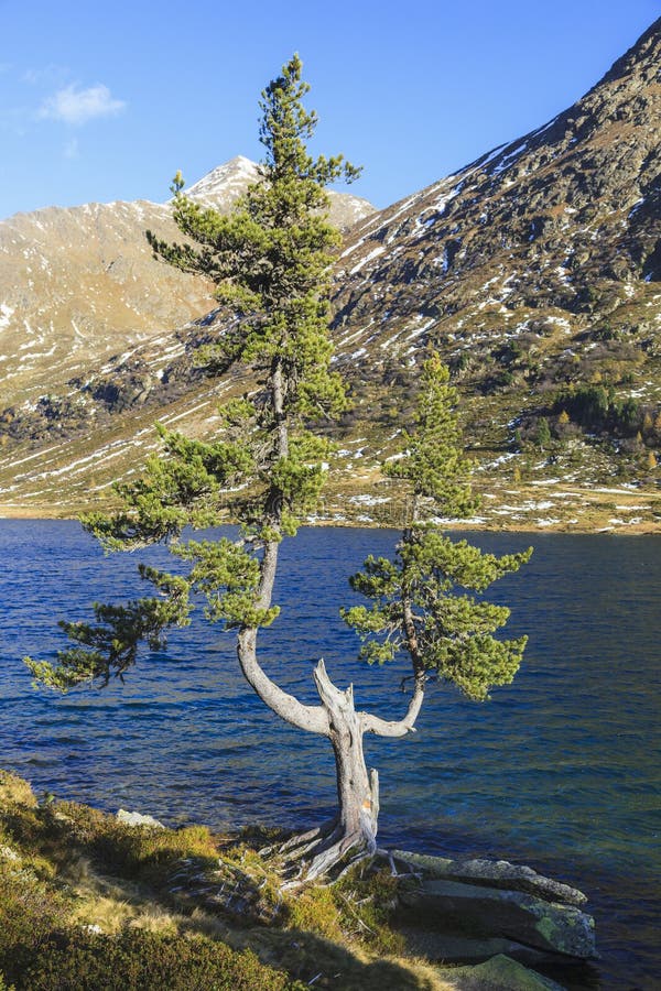 Old Pine Tree by a Alp Lake Stock Image - Image of woods, peaceful ...