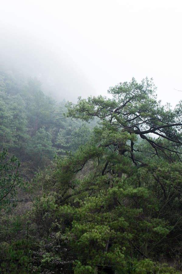 Old Pine Tree in Mist Mountain Stock Photo - Image of cliff, spring ...