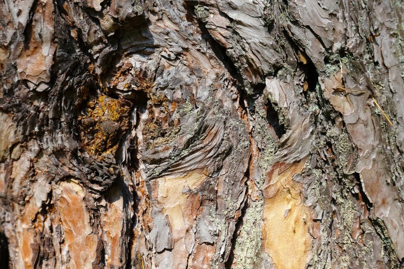Abstract Bark Shapes on a Pine Tree Trunk Stock Photo - Image of rough ...