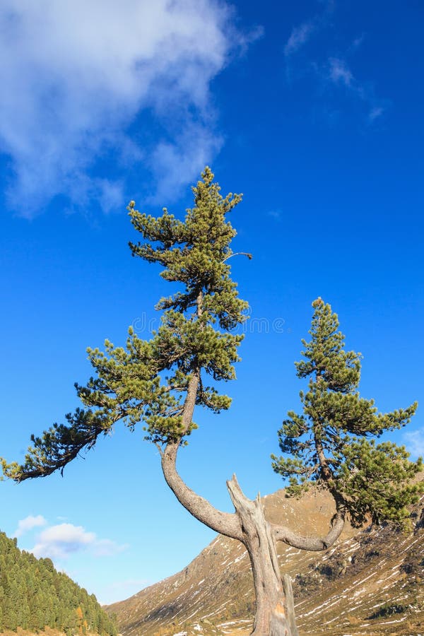 Old pine tree stock photo. Image of landscape, conifer - 30664752