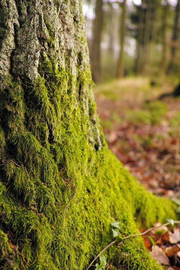 Old Pine Tree with Nice Moss Stock Image - Image of pine, autumn: 143156219