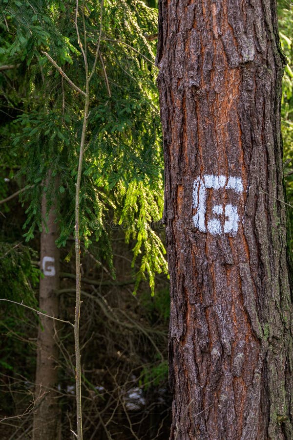 An Old Pine Tree in a Forest Marked with White Paint. Stock Photo ...