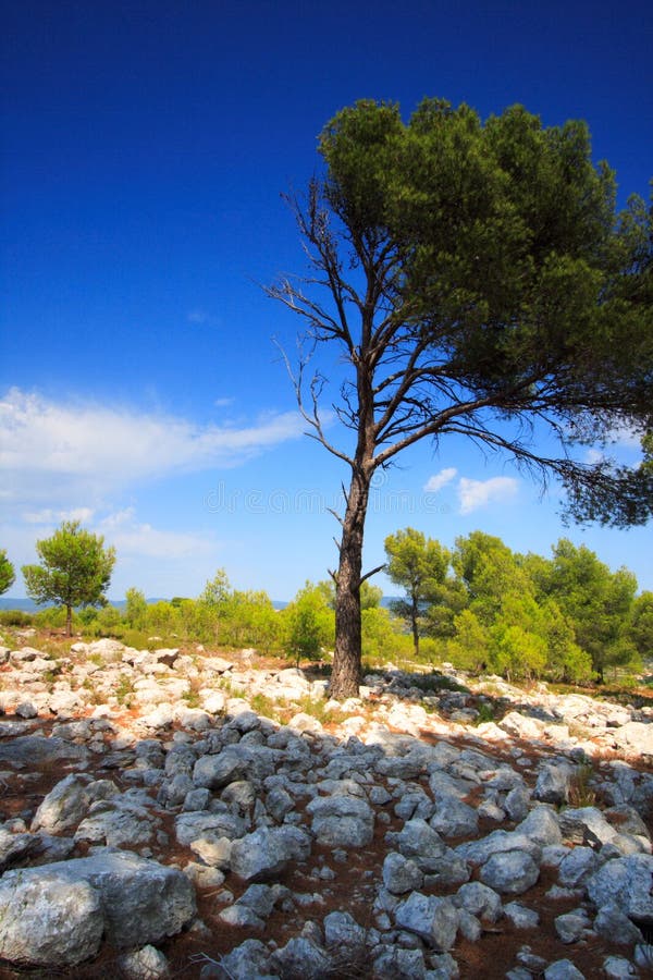 Old pine tree in provence stock photo. Image of isolated - 3542746