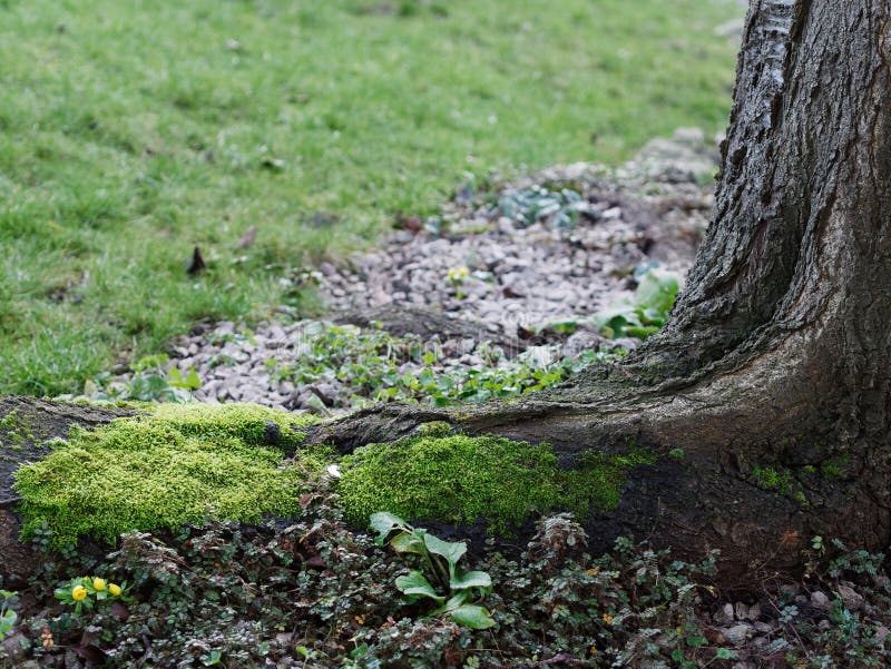 Old Pine Tree Roots Covered with Green Moss in a Forest Stock Image ...