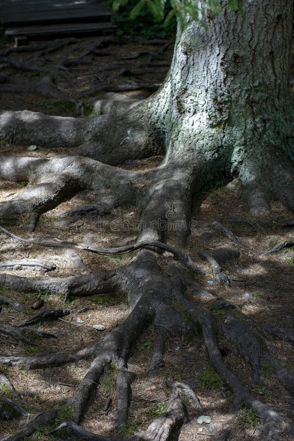 2,815 Old Pine Tree Roots Forest Stock Photos - Free & Royalty-Free ...