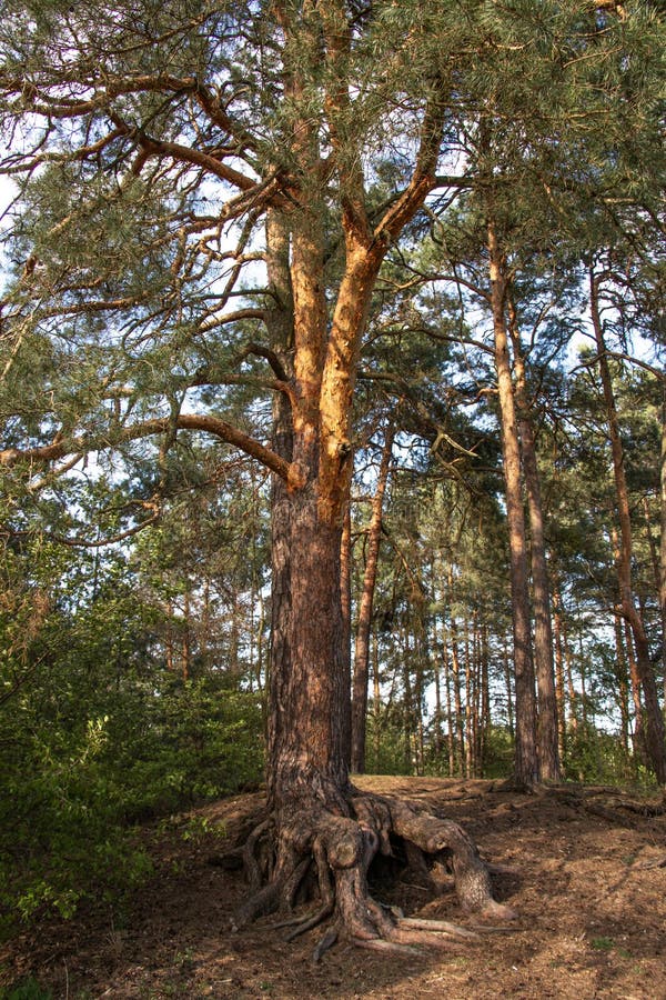 Old Pine Tree with Roots Outside Stock Image - Image of sunshine ...