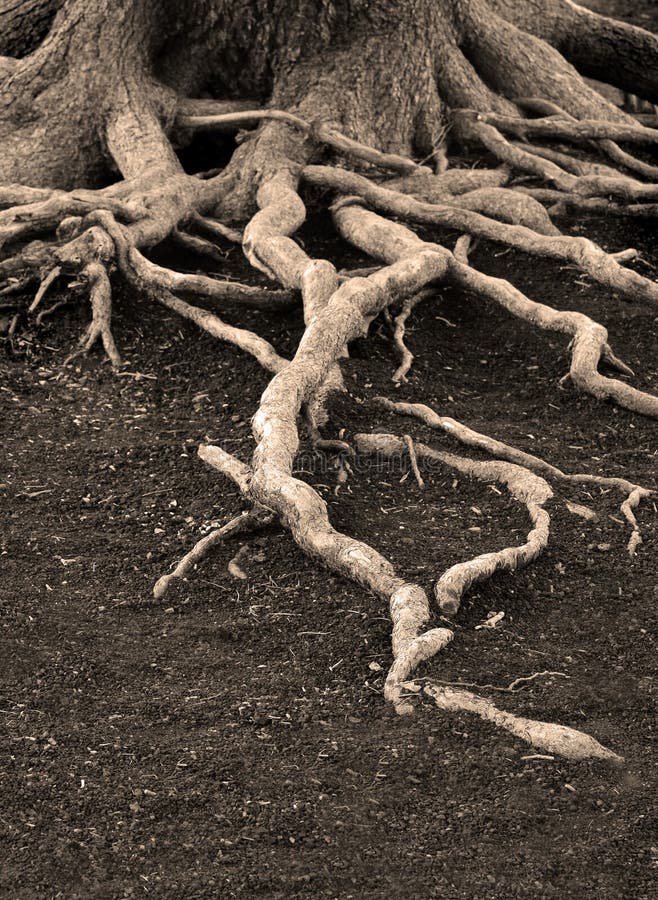 32,028 Old Tree Roots Stock Photos - Free & Royalty-Free Stock Photos ...
