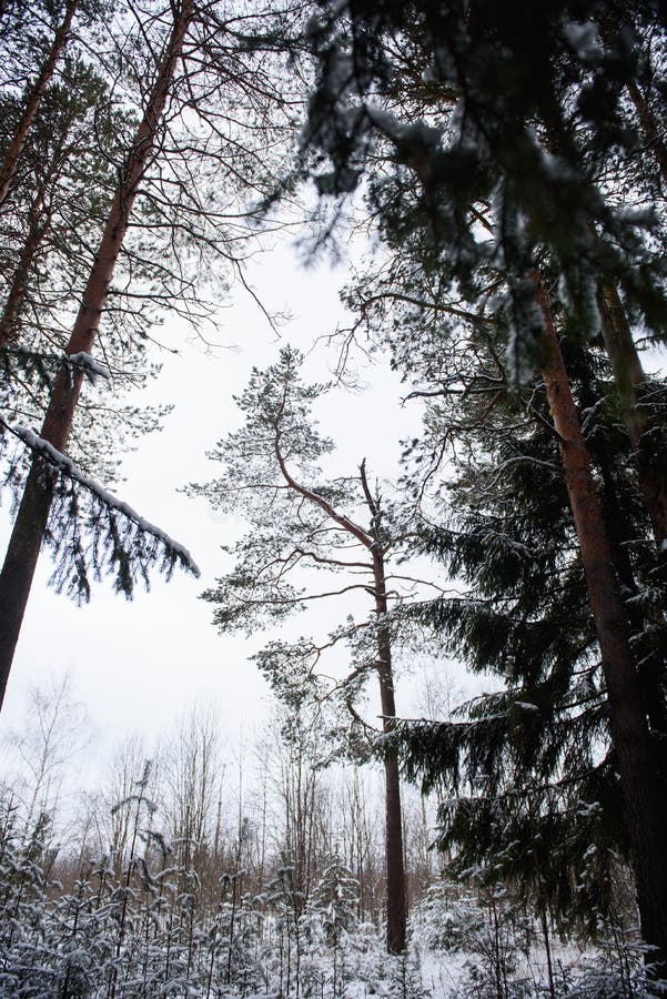 An Old Pine Tree Standing Alone Stock Image - Image of forest, covered ...