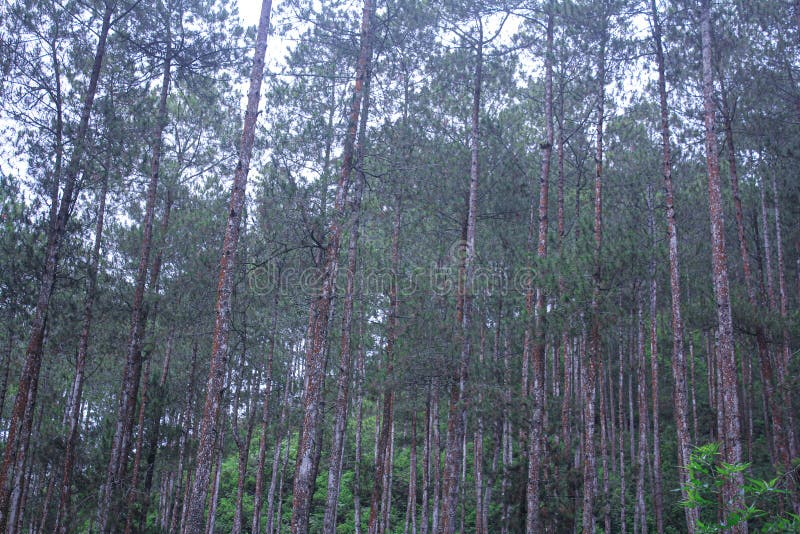 Old Pine Tree in Tropical Forest Stock Photo - Image of outdoor, shrub ...