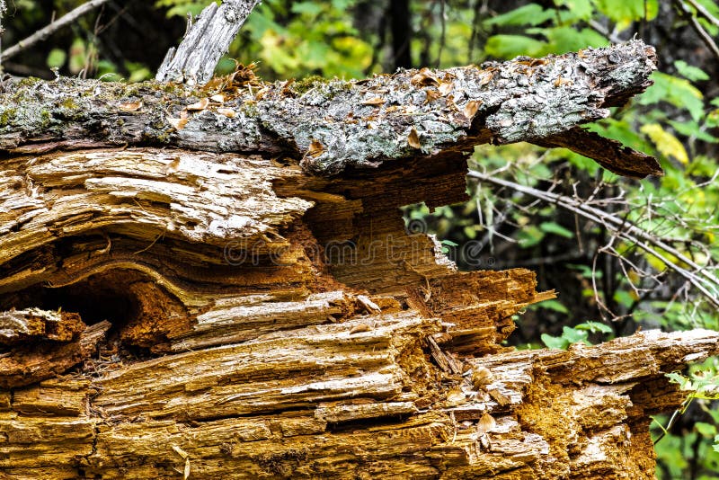 Decaying Old Pine Tree Trunk Stock Image - Image of nature, pine: 187263031