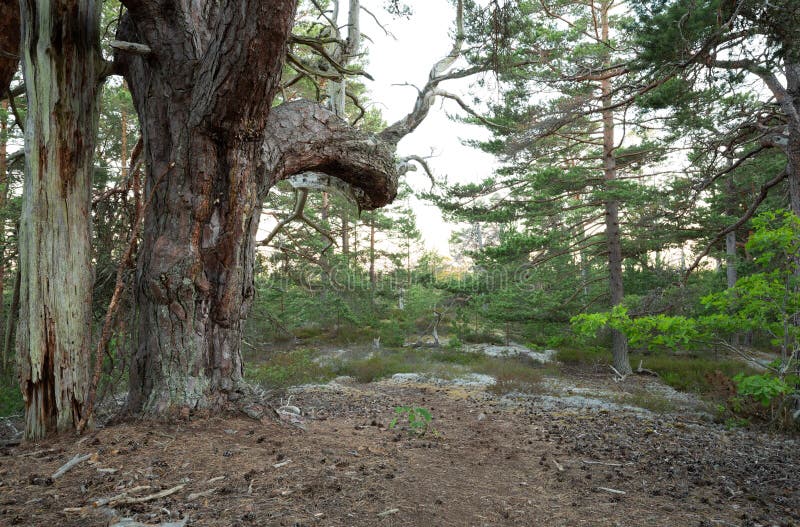 Old Pine Tree in an Untouched Forest Stock Image - Image of large, tree ...