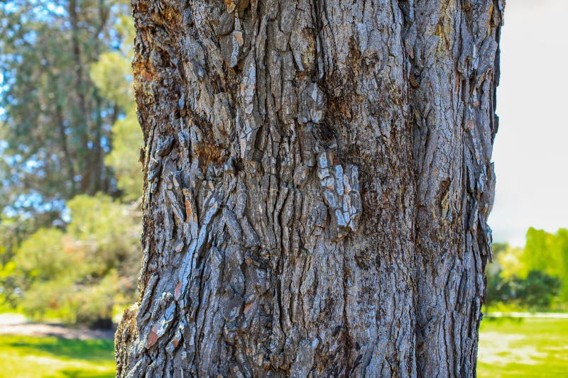 Pine Tree Stem and Bark in Canberra, Australia. Stock Image - Image of ...