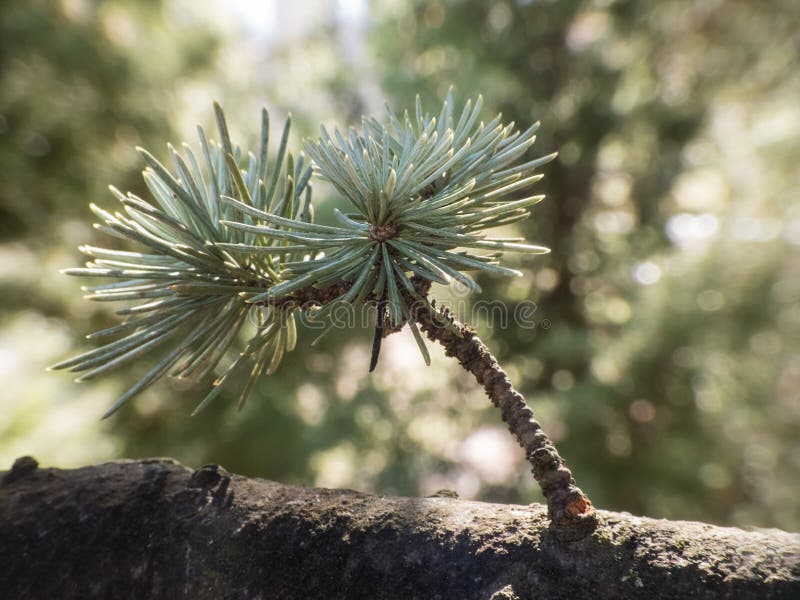 Old Pine Tree Young Shoots or Stock Photo - Image of lush, closeup ...
