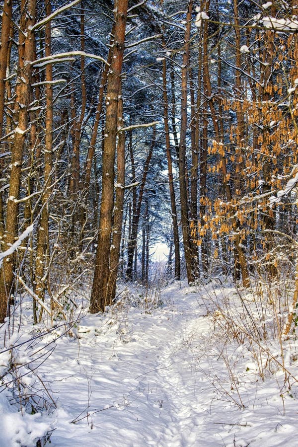 Old Pine Trees Covered with Snow and a Narrow Path between the Trees ...