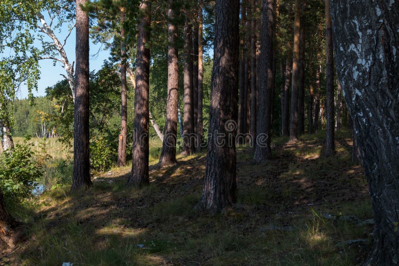 Old Pine Trees Form a Dense Forest Stock Photo - Image of natural ...