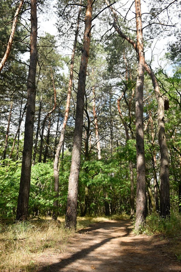 Old Pine Trees Make Shade on a Sunlit Path. Stock Photo - Image of foot ...