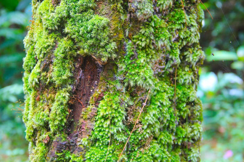 Old Pine Trees with Mossy Bark Stock Photo - Image of surface, moss ...