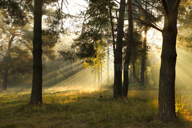 Old Pine Trees in the Sunlight Autumn Morning Stock Image - Image of ...