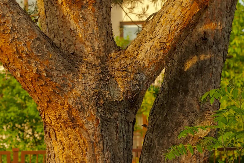 Old Pine Trees with Thick Trunks and Rough Bark at Sunset. Stock Image ...