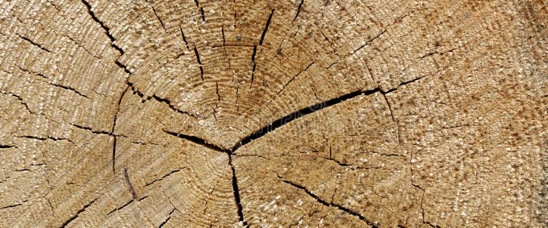 Old Pine Wood Tree Trunk Ring Fiber Texture Closeup Stock Photo - Image ...