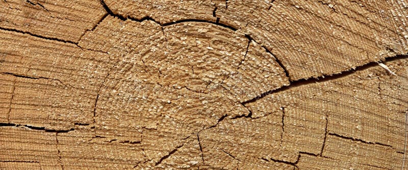 Old Pine Wood Tree Trunk Ring Fiber Texture Closeup Stock Image - Image ...