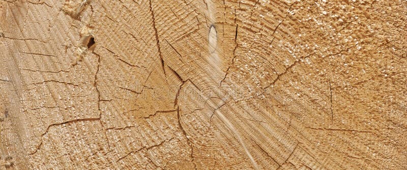 Old Pine Wood Tree Trunk Ring Fiber Texture Closeup Stock Image - Image ...