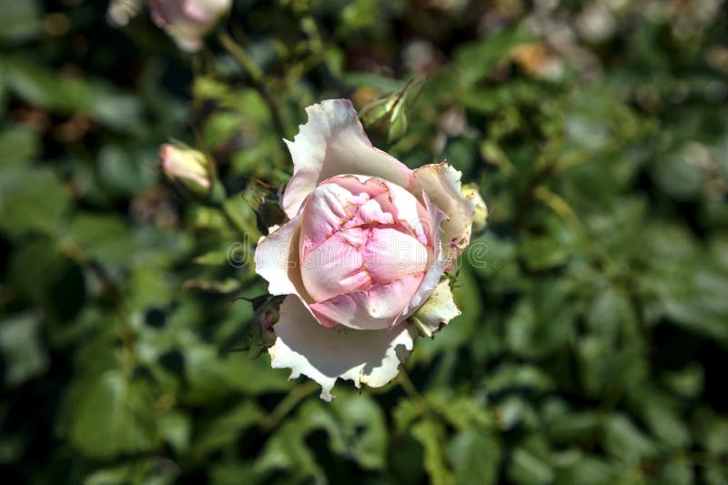 Old Pink Rose about To Open Seen Up Close Stock Photo - Image of card ...