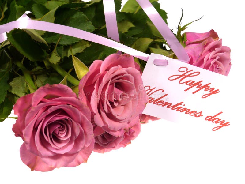 Isolated Old Pink Roses As a Present Stock Image - Image of flower ...