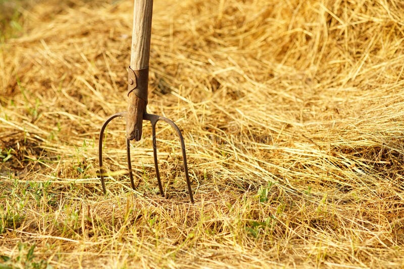 Haystack on the Summer Field Under Sunshine, the Food for Domestic ...