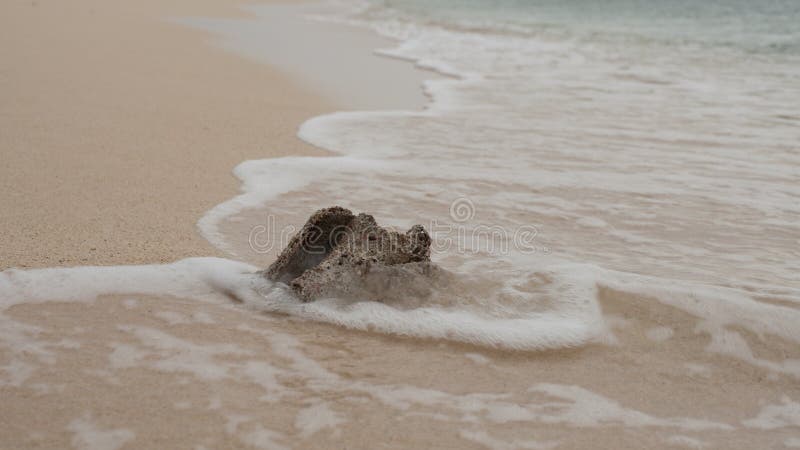 An Old Pitted Conch Shell is Washed Up on the Beach with Small Waves ...
