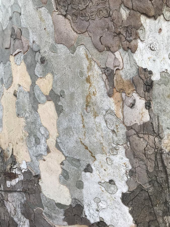 Old Plane Tree Bark Texture for Background Stock Photo - Image of rough ...