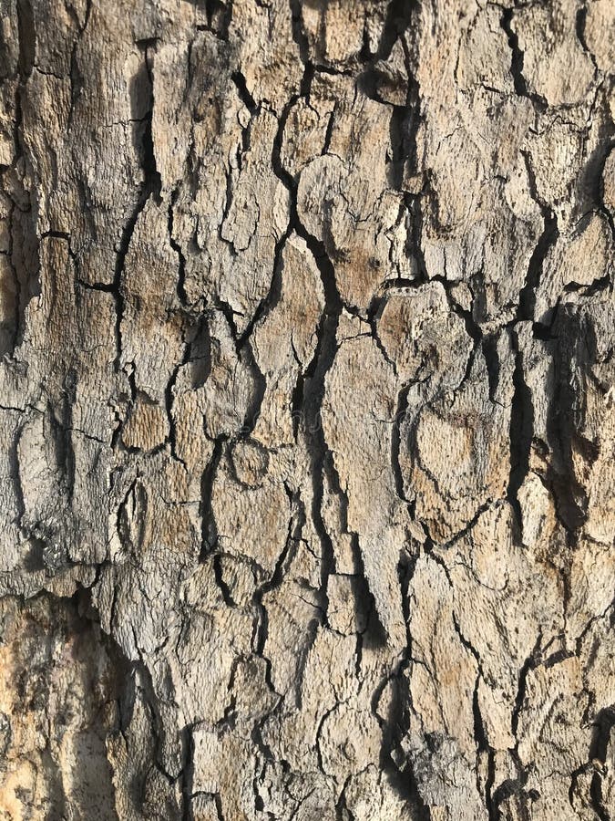Old Plane Tree Bark Texture for Background Stock Photo - Image of ...