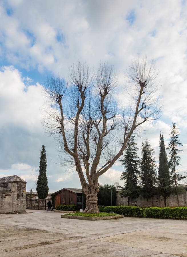 Old Plane Tree in the Courtyard of a Mosque in Istanbul, Turkey Stock ...