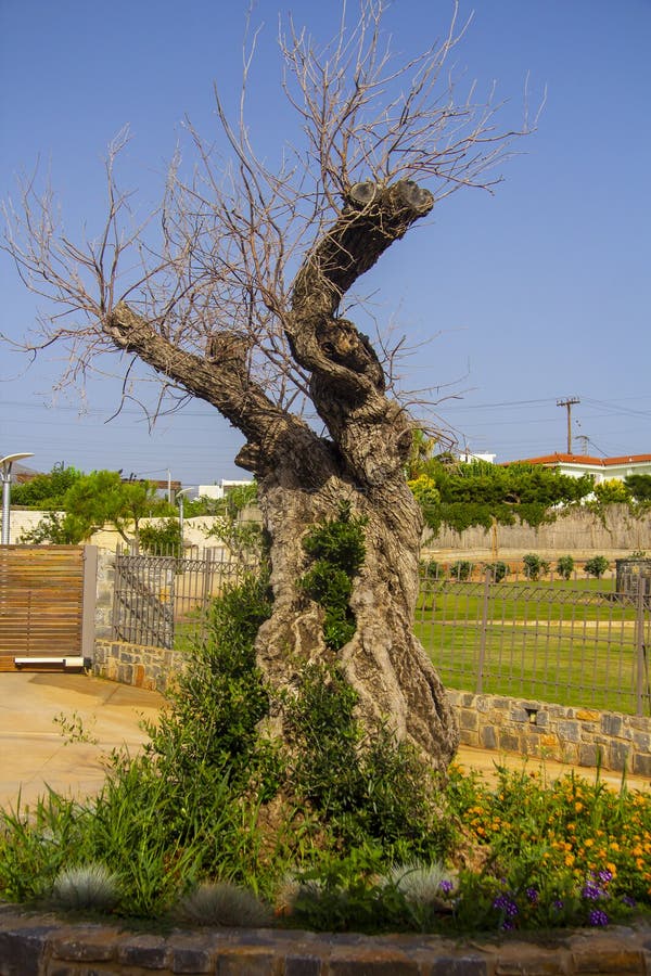 Old Plane Tree in Crete in Greece Stock Photo - Image of travel, house ...