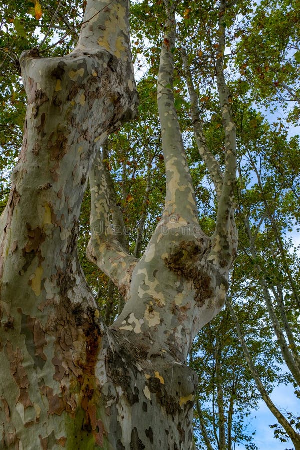 Old Plane Tree with Green Leaves on Blue Sky Background Stock Photo ...